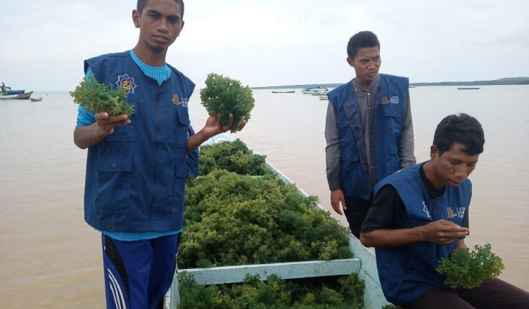 Pembukaan Lahan Rumput Laut Untuk Memandirikan Mahasiswa ADI Kupang ...